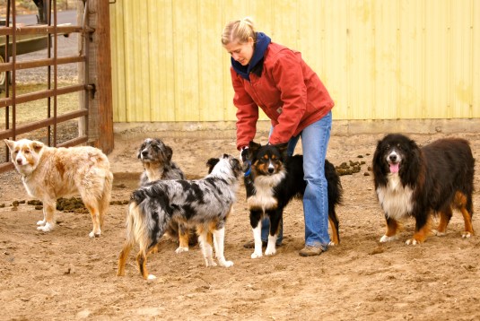 Cowboys..Horses…Aussie Dogs…Late Fall | Hot Rod Cowgirl