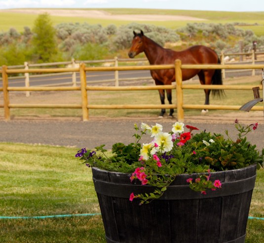 Hot Rod Cowgirl’s Horse Power and Horsepower! | Hot Rod Cowgirl