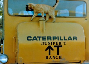 Caterpillar Cat! | Hot Rod Cowgirl